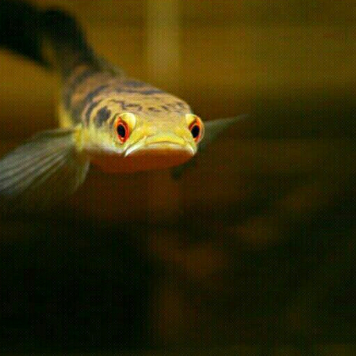 Harga Ikan Channa Yellow Sentarum 10CM Terbaru Jun 2026 | BigGo Indonesia