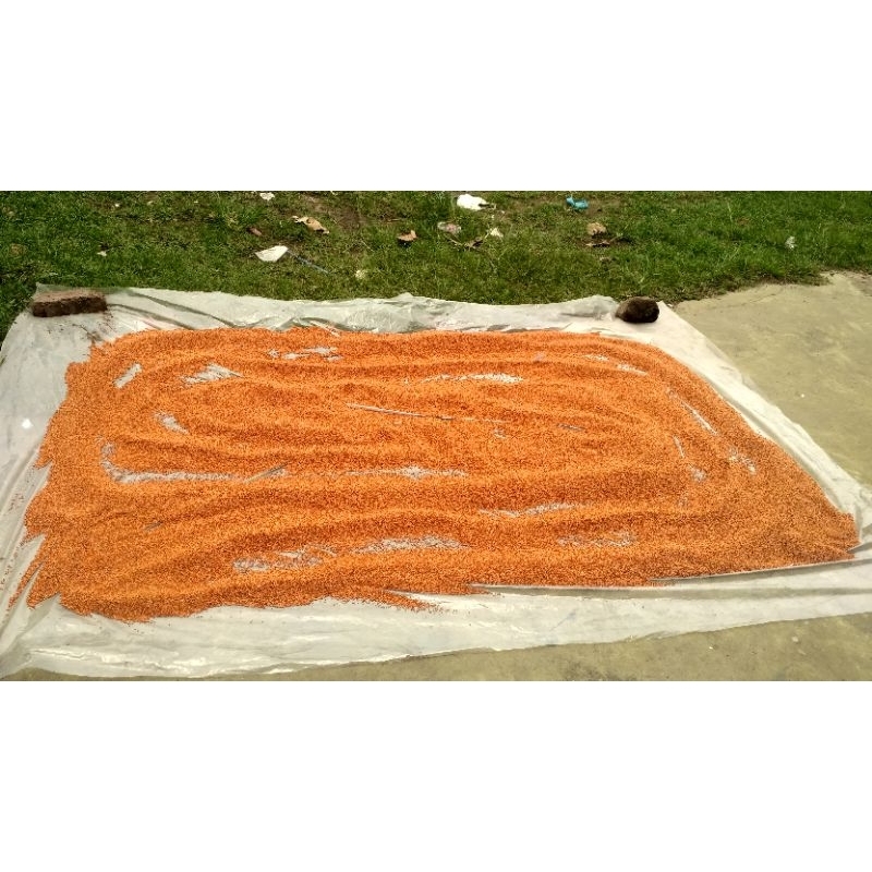 Harga Juwawut Terbaru Februari 2024 |BigGo Indonesia