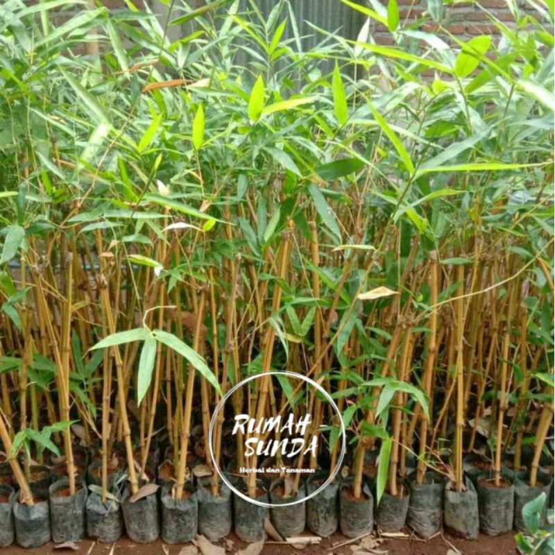 Harga Bambu Kuning Hias Terbaru Nov 2024 |BigGo Indonesia