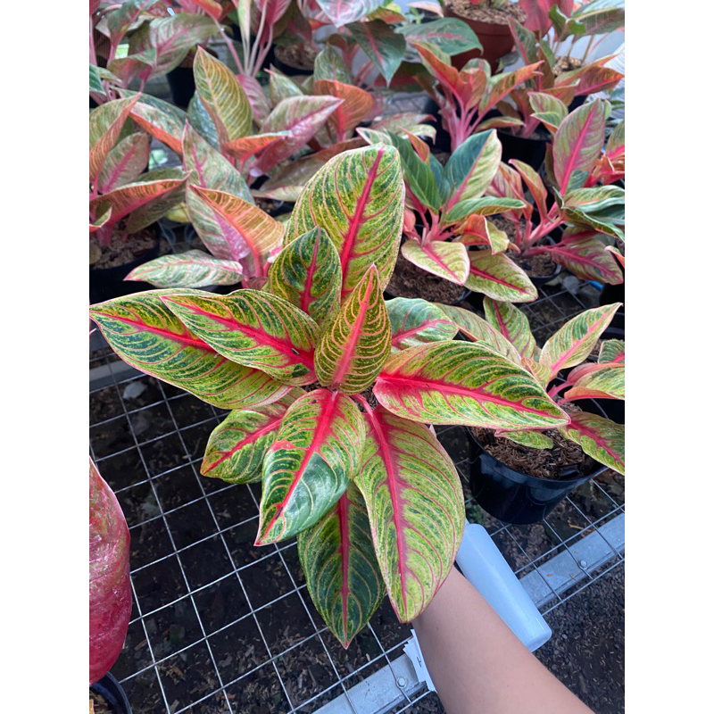 Harga aglaonema red nancy Terbaru Mar 2025 | BigGo Indonesia