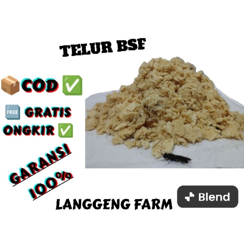 Harga Telur Maggot BSF 1GRAM Terbaru Jun 2026 | BigGo Indonesia