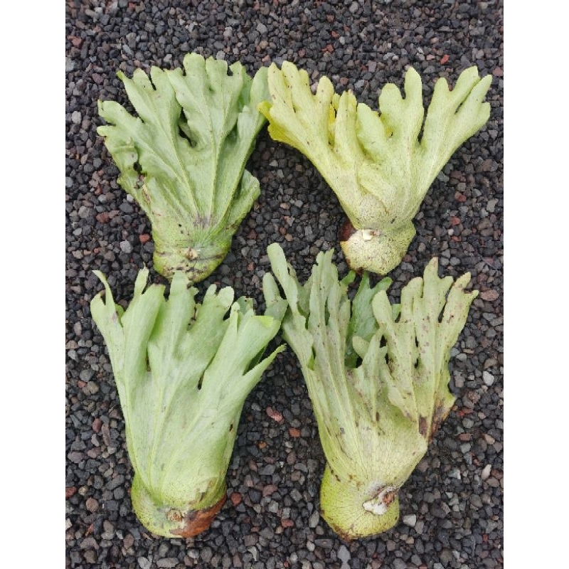 Harga Simbar Wandae Terbaru Okt 2025 | BigGo Indonesia