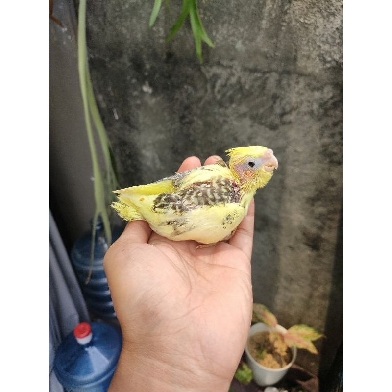 Harga Parkit Lolohan Terbaru Jan 2025 | BigGo Indonesia