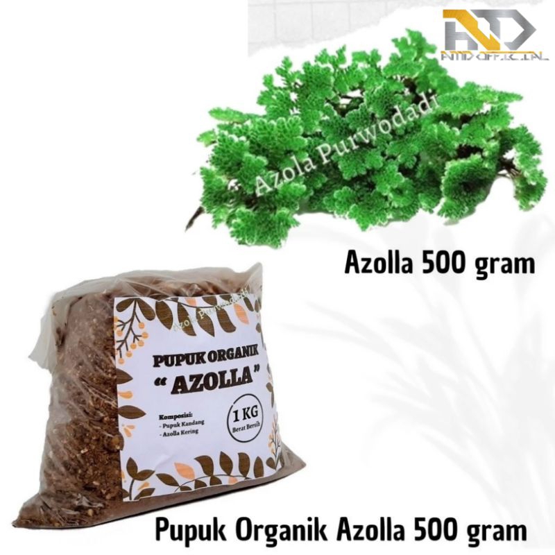 Harga Azola.official Terbaru Juni 2024 |BigGo Indonesia