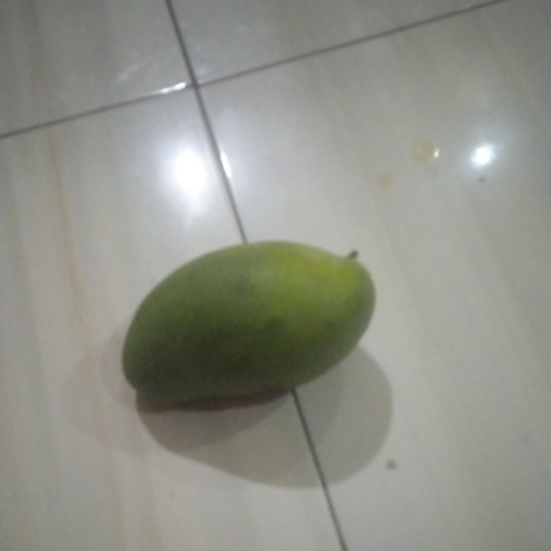 Harga Pelem Terbaru Mei 2024 |BigGo Indonesia