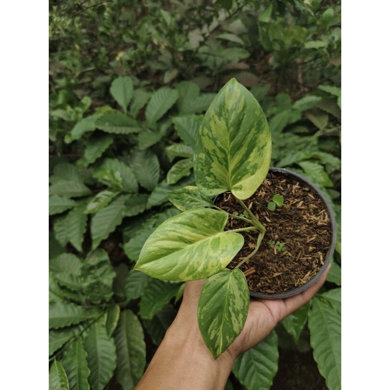 Harga Homalomena Pendula Terbaru Nov 2024 |BigGo Indonesia