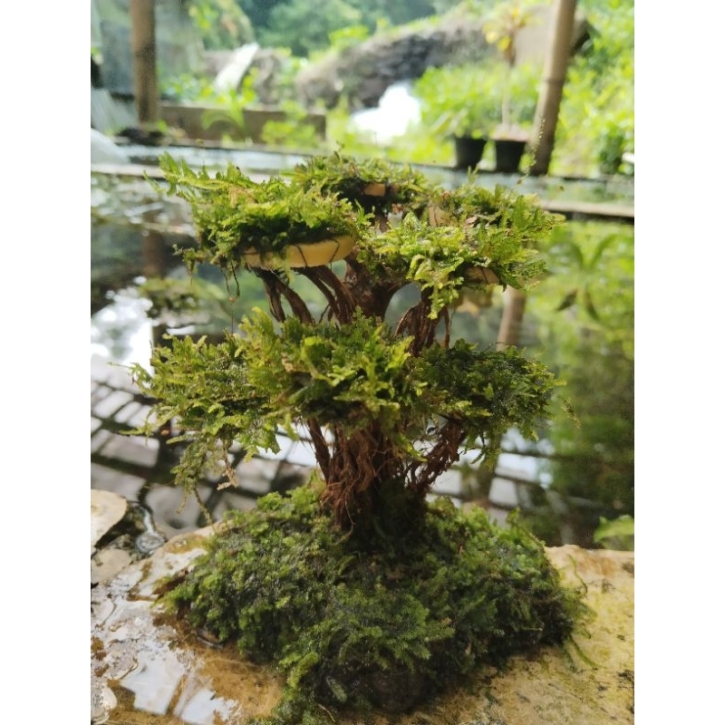 Harga aquascape miniatur pohon Terbaru Mar 2025 | BigGo Indonesia
