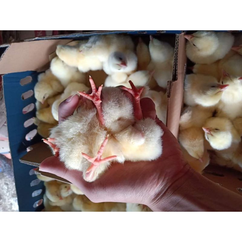 Harga doc broiler super Terbaru Mar 2025 | BigGo Indonesia