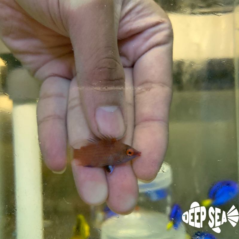 Harga ikan hias air laut keling Terbaru Jan 2025 |BigGo Indonesia