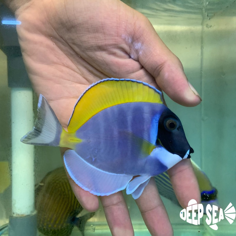 Harga ikan hias air laut botana biru Terbaru Des 2024 |BigGo Indonesia