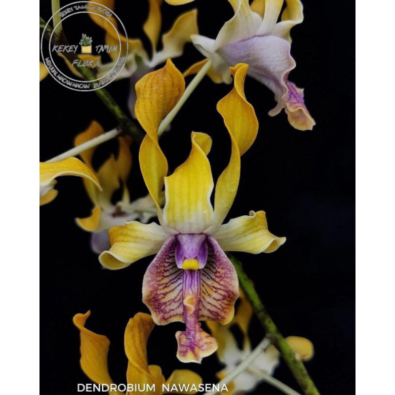 Harga nawasena_anggrek Terbaru Sep 2024 |BigGo Indonesia