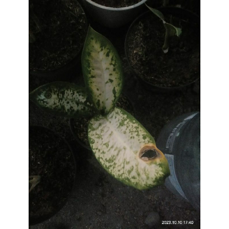 Harga diven Terbaru Okt 2025 | BigGo Indonesia