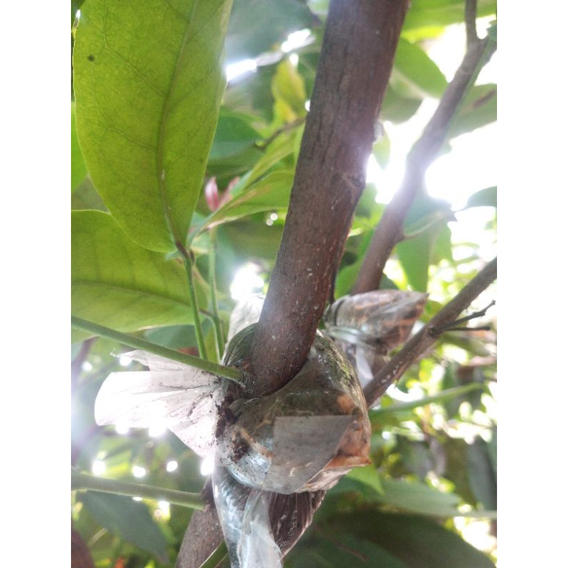 Harga jambu green giant cangkok Terbaru Okt 2025 | BigGo Indonesia