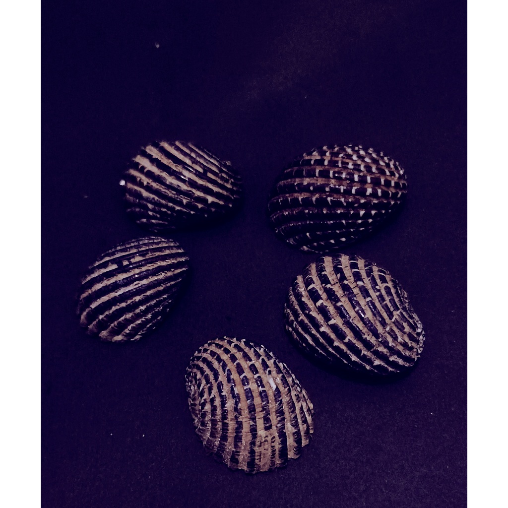 Harga exuvia Terbaru Apr 2025 | BigGo Indonesia