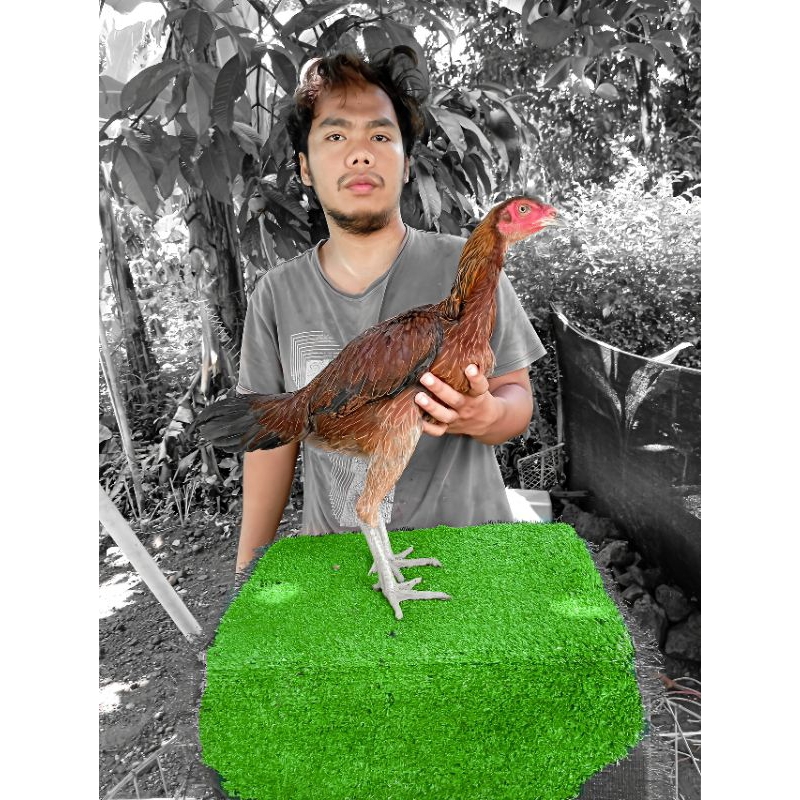 Harga pakhoy brutal Terbaru Nov 2024 |BigGo Indonesia