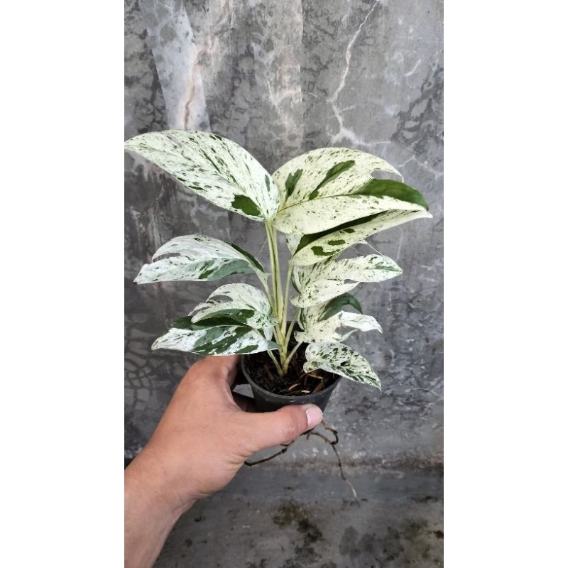 Harga Epipremnum Terbaru Agt 2025 | BigGo Indonesia