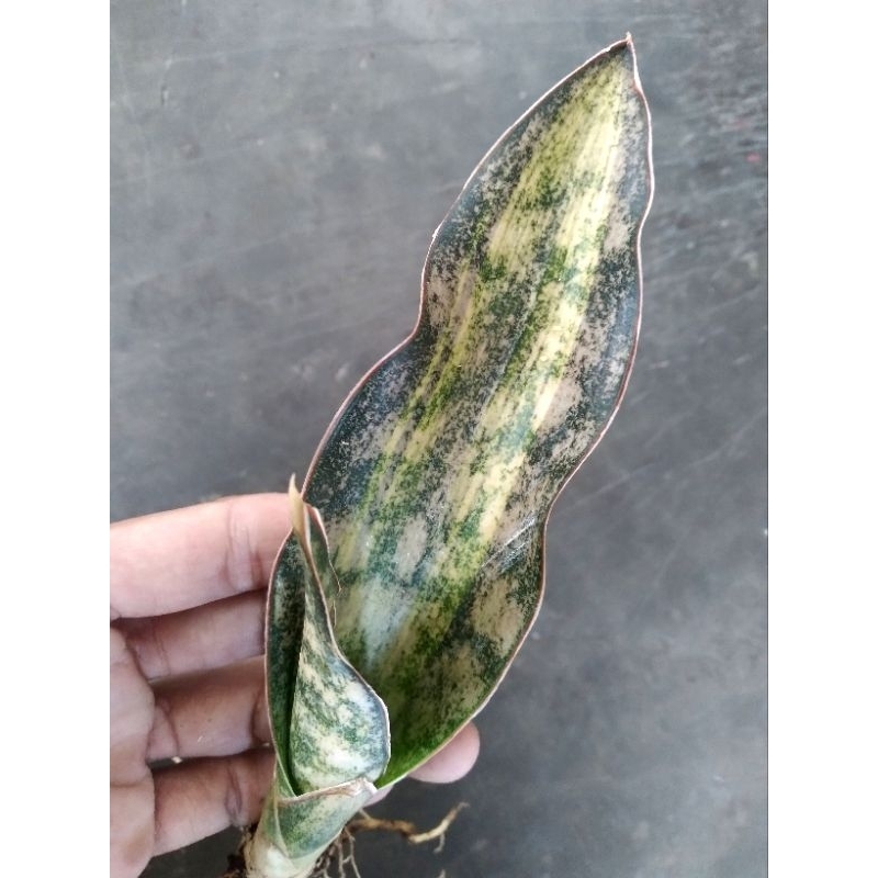 Harga Sansevieria Varigata Terbaru Nov 2024 |BigGo Indonesia