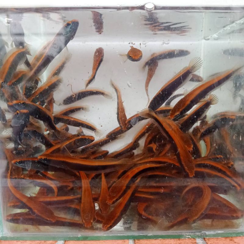 Harga Channa RED Maru Terbaru Sep 2025 | BigGo Indonesia