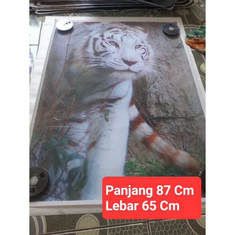 Harga poster harimau putih Terbaru Jul 2025 | BigGo Indonesia