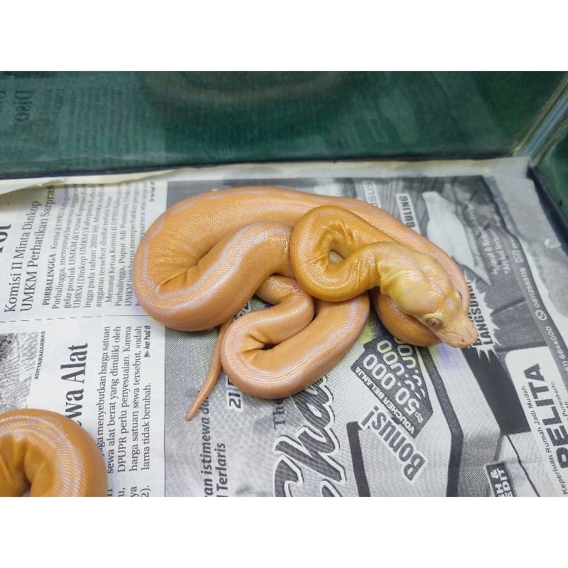 Harga retic golden child Terbaru Apr 2025 | BigGo Indonesia