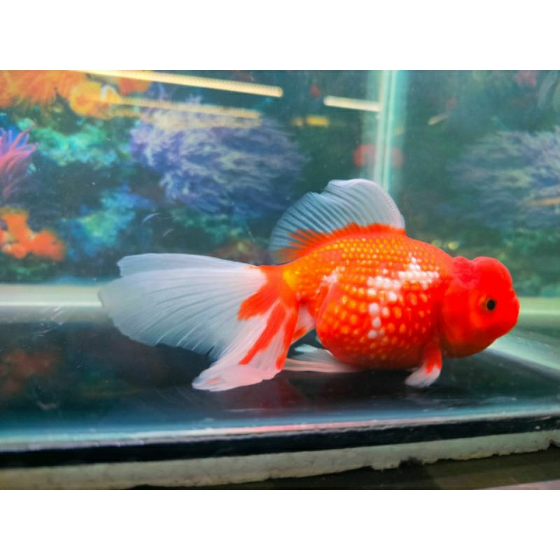 Harga Ikan MAS Koki Mutiara Terbaru Sep 2025 | BigGo Indonesia