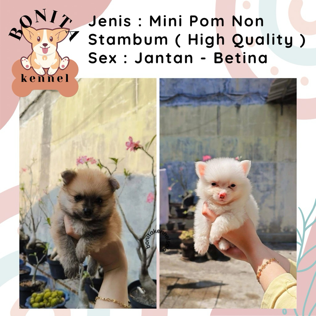 Harga Anjing Pomeranian Mini Terbaru Sep 2025 | BigGo Indonesia