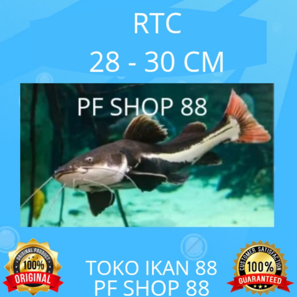 Harga rtc 30cm Terbaru Sep 2025 | BigGo Indonesia