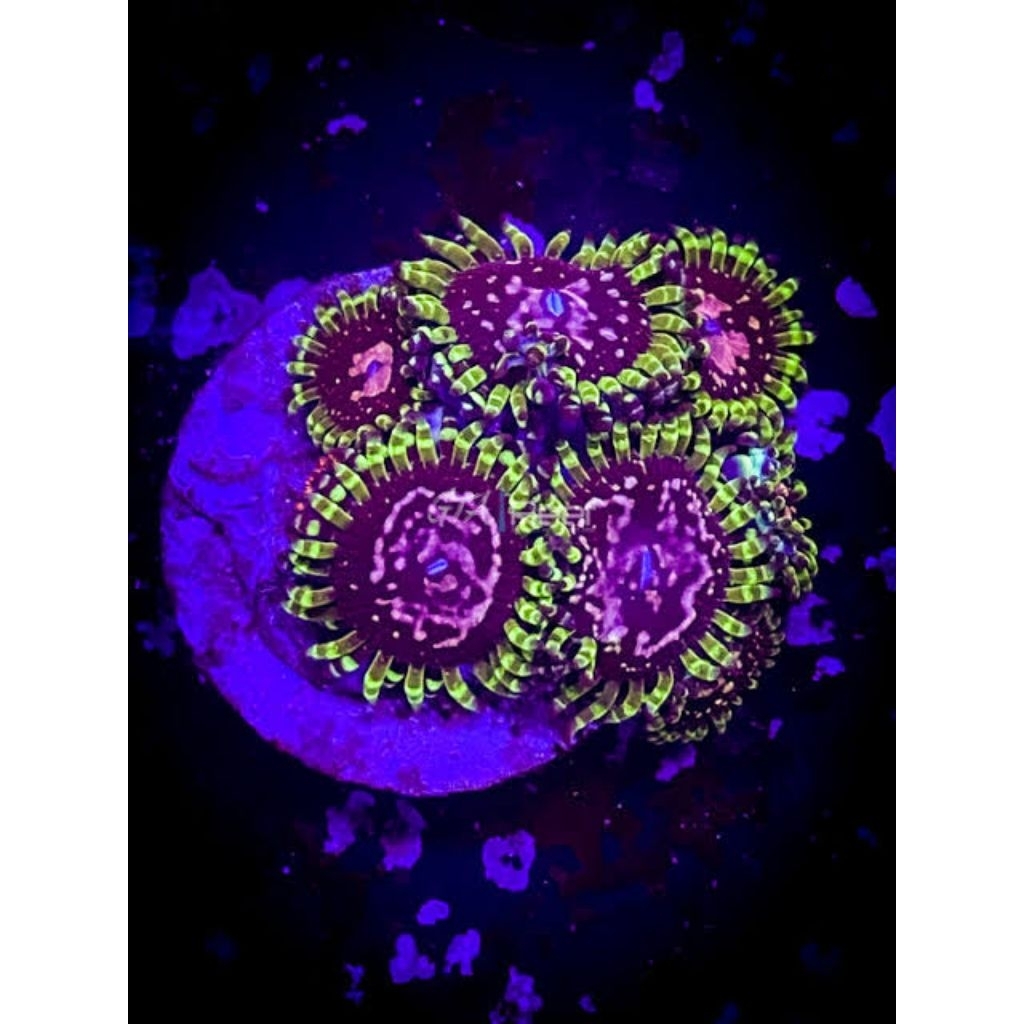 Harga zoanthid Terbaru Nov 2025 | BigGo Indonesia