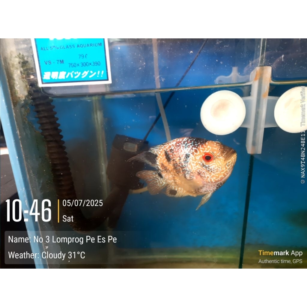 Harga Louhan GB Bonsai Terbaru Agt 2025 | BigGo Indonesia