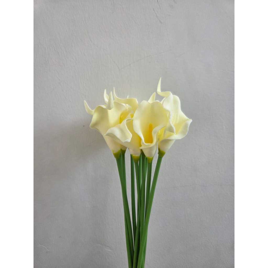 Harga Calla Lily Putih Terbaru Jun 2026 | BigGo Indonesia