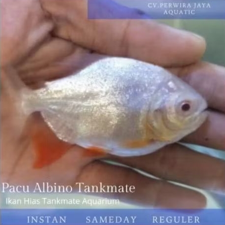 Harga Pacu Albino Tankmate Terbaru Jun 2026 | BigGo Indonesia