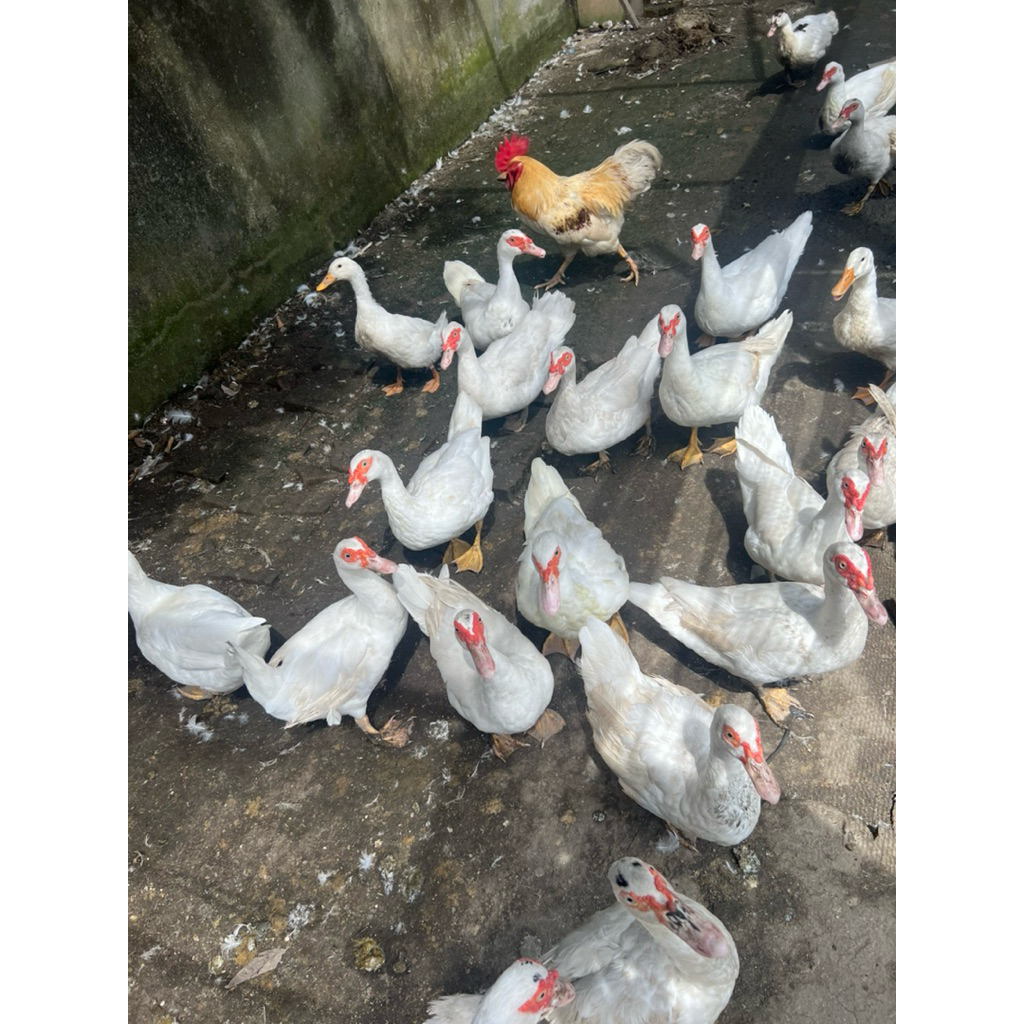 Harga Mentok Jumbo Tronton Terbaru Okt 2025 | BigGo Indonesia