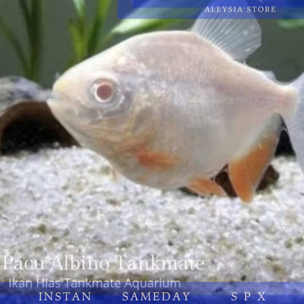 Harga Pacu Albino Tankmate Terbaru Jun 2026 | BigGo Indonesia