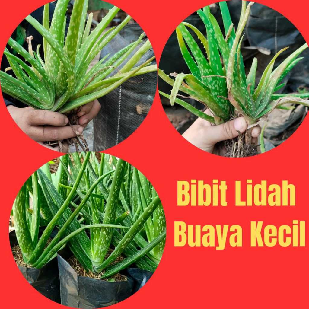 Harga Buaya Hidup Terbaru Jun 2026 Biggo Indonesia