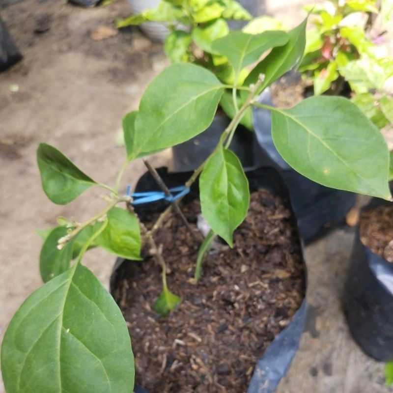 Harga kuning lemon Terbaru Feb 2026 | BigGo Indonesia