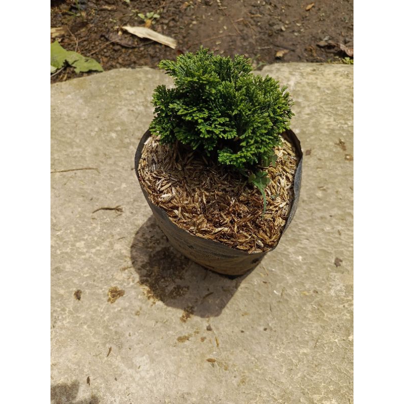 Harga Cemara Inoki Hijau Terbaru Mar 2025 | BigGo Indonesia