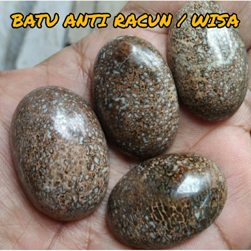 Harga tetanus Terbaru Mar 2025 | BigGo Indonesia