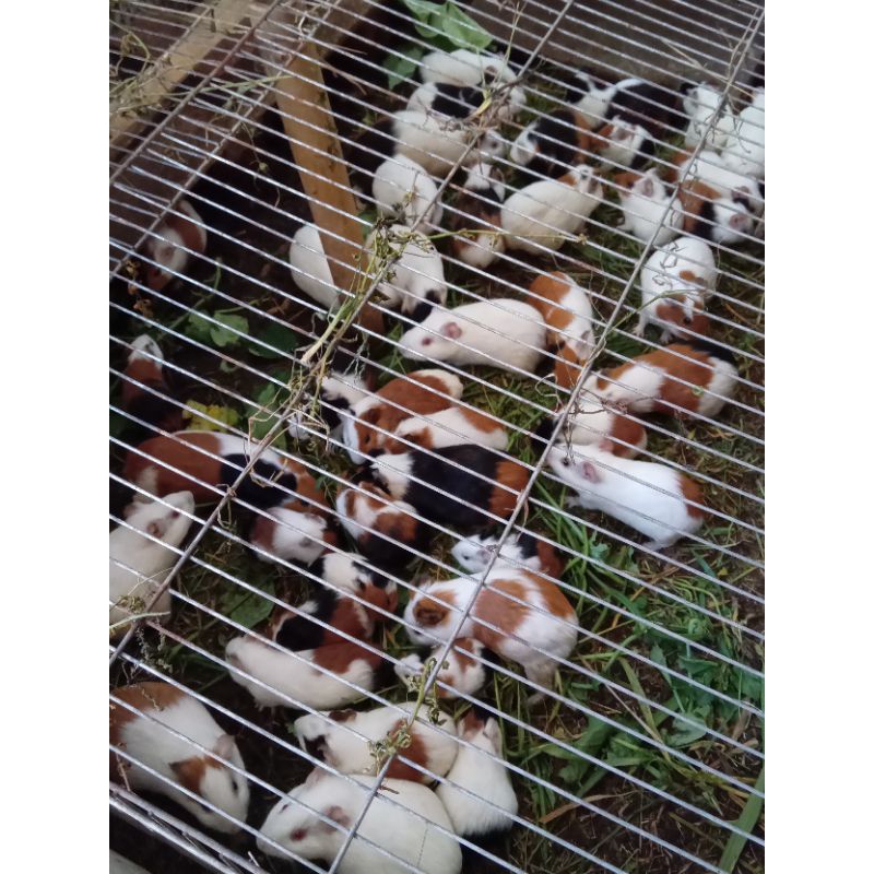 Harga marmut lokal Terbaru Jun 2025 | BigGo Indonesia