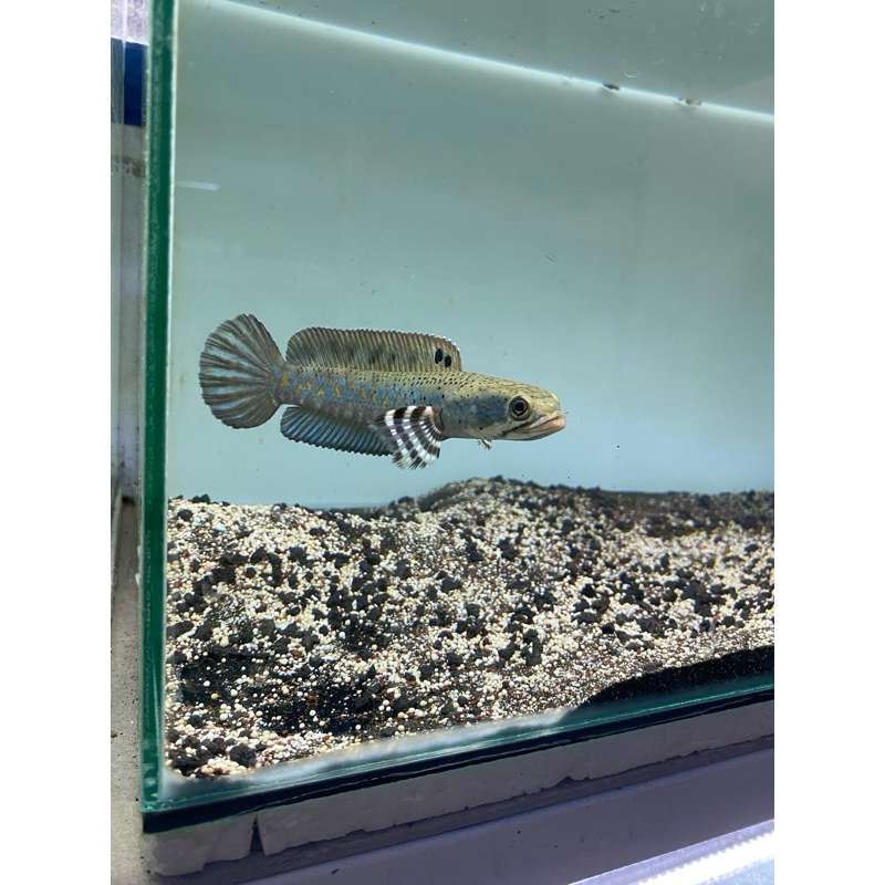 Harga Chana Pulchra Single Tank Terbaru Des 2024 |BigGo Indonesia