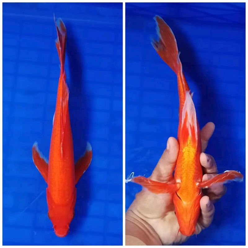 Harga Benigoi Slayer Terbaru Feb 2025 | BigGo Indonesia