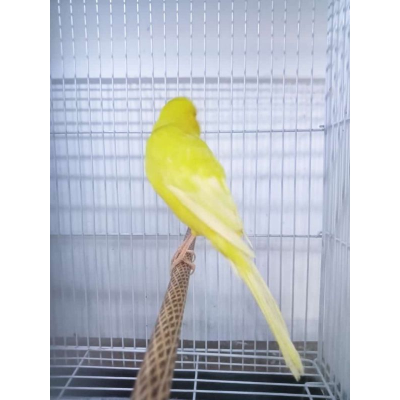 Harga Kenari Rasmi Iran Terbaru Sep 2025 | BigGo Indonesia