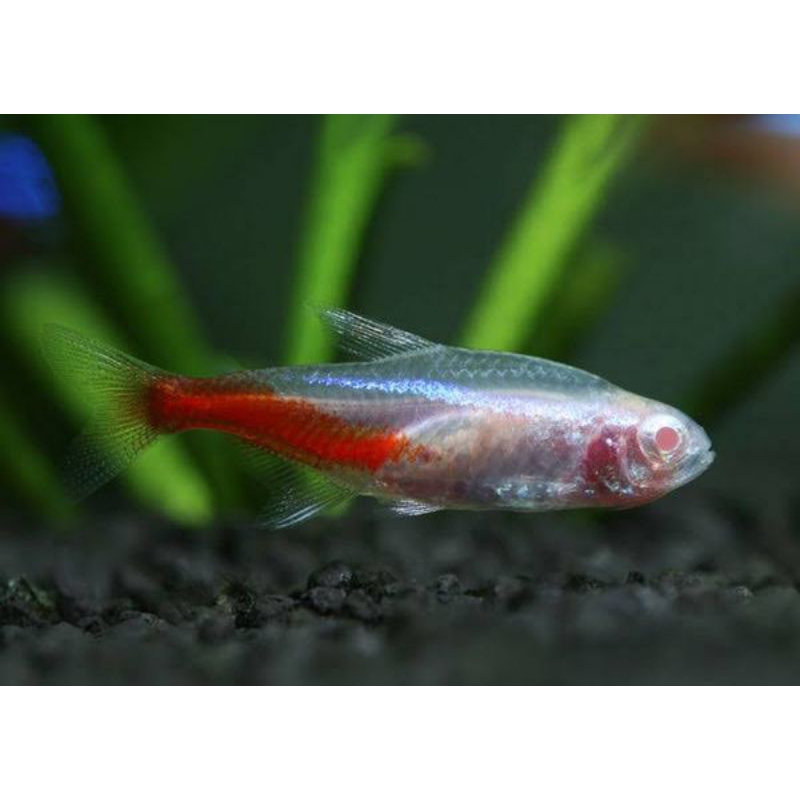 Harga Ikan Neon Tetra Murah Terbaru Agt 2025 | BigGo Indonesia