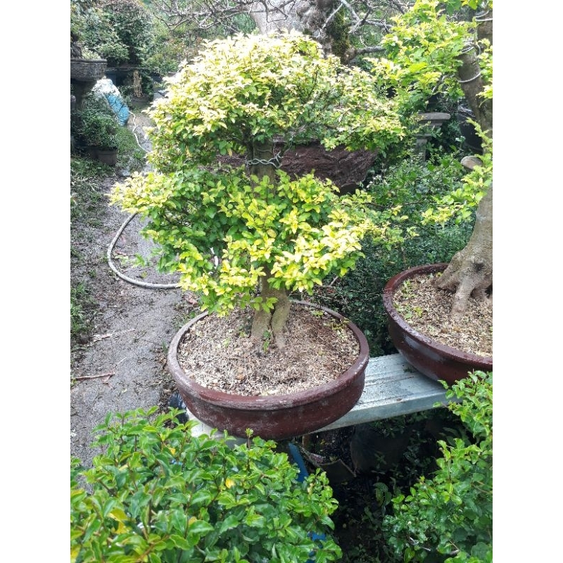 Harga legistrum bonsai Terbaru Des 2025 | BigGo Indonesia