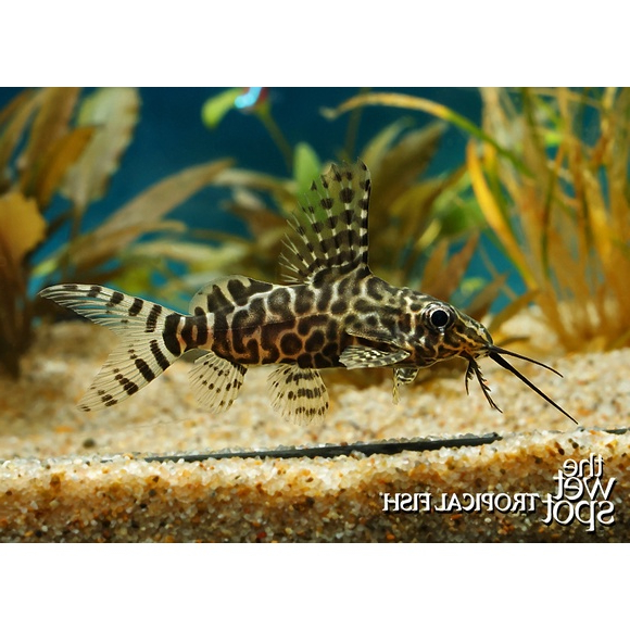Harga Synodontis Catfish Terbaru Jun 2026 | BigGo Indonesia