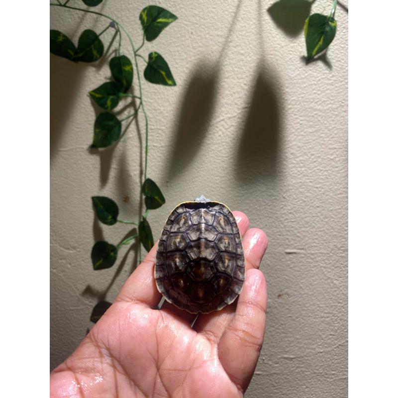 Harga ocadia Terbaru Mei 2025 | BigGo Indonesia