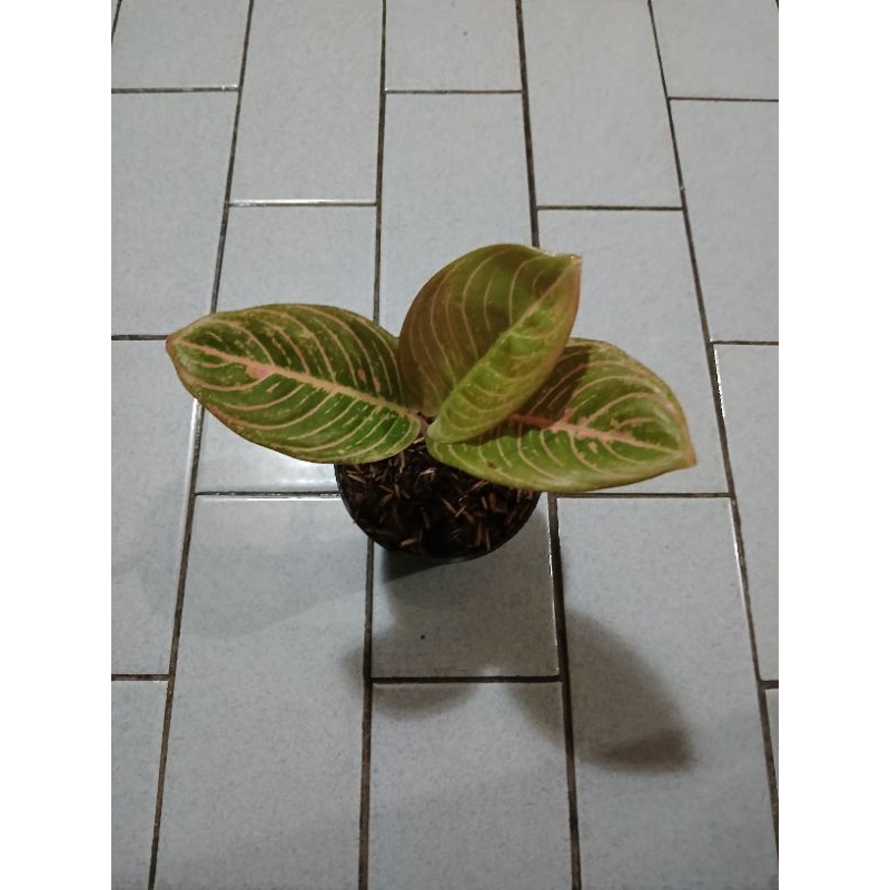 Harga aglaonema asri merah Terbaru Jul 2025 | BigGo Indonesia