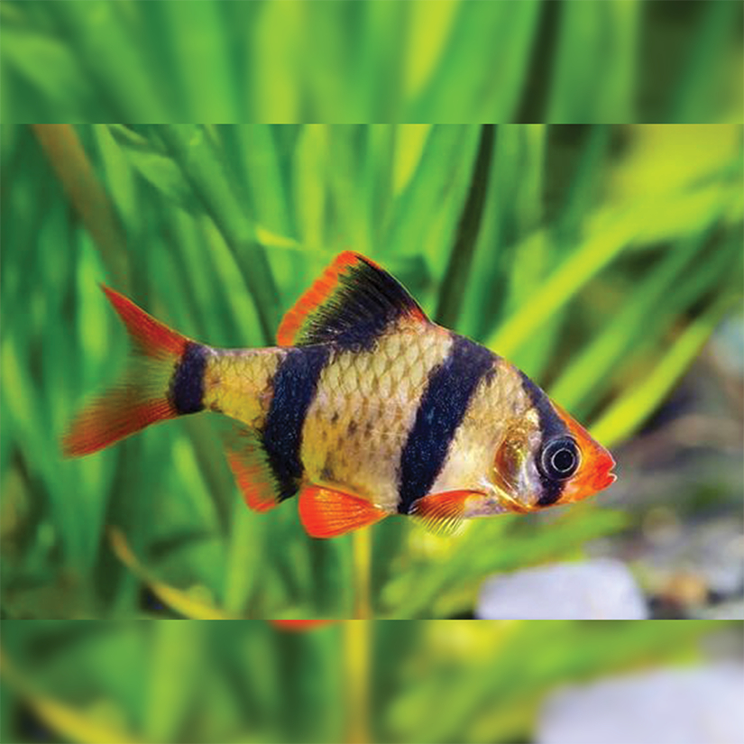 Harga Ikan Tiger Terbaru Jul 2026 | BigGo Indonesia
