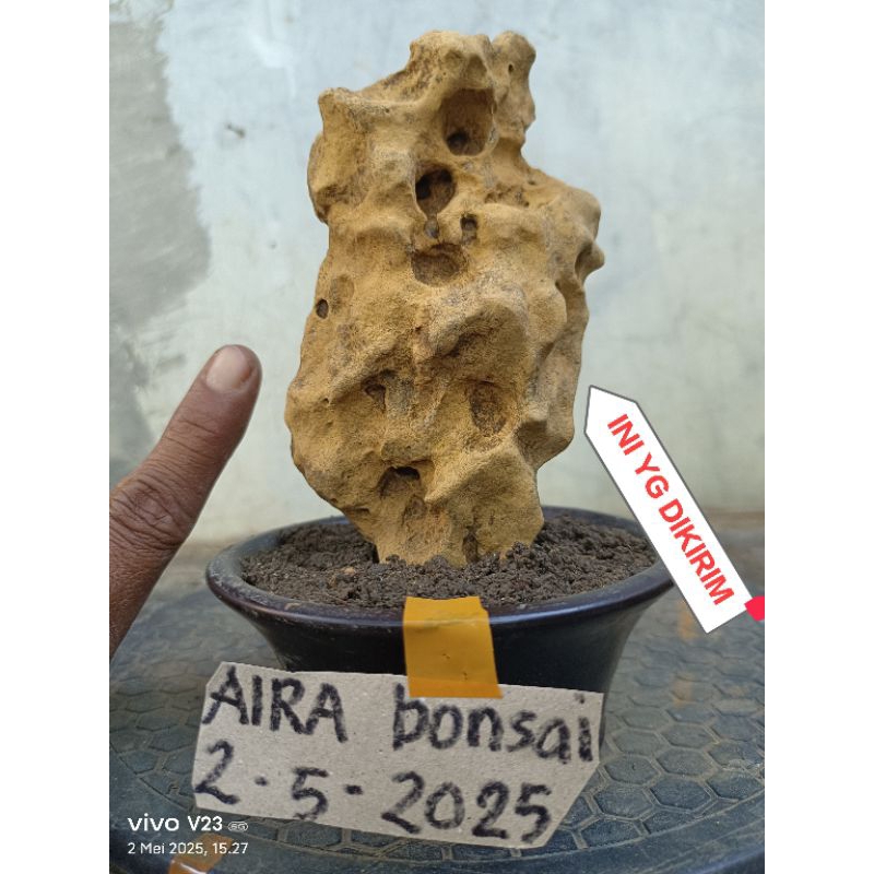 Harga Batu Bonsai ON THE Rock Terbaru Mei 2025 | BigGo Indonesia