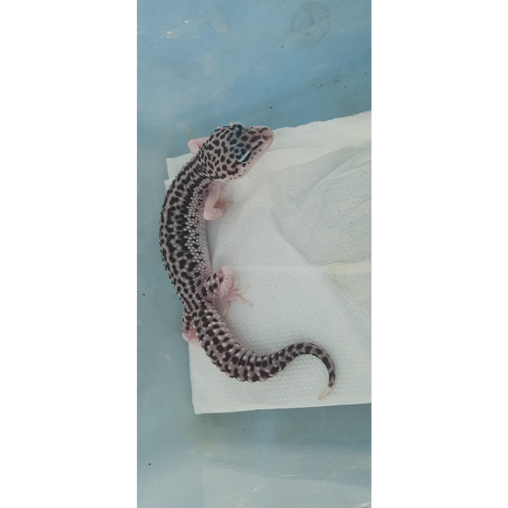 Harga eclipse gecko Terbaru Jul 2025 | BigGo Indonesia