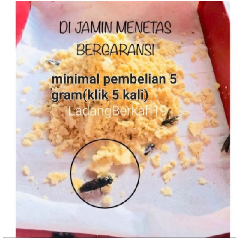 Harga Telur Maggot BSF 1GRAM Terbaru Jun 2026 | BigGo Indonesia